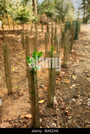 Newly planted tree saplings with tree guards to protect the new trees ...
