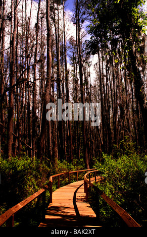 Wooded trail walkway and bridge Stock Photo - Alamy