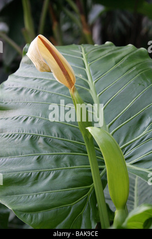 Cunjevoi (native lily) alocasia brisbanensis. Large wet, green leaves ...