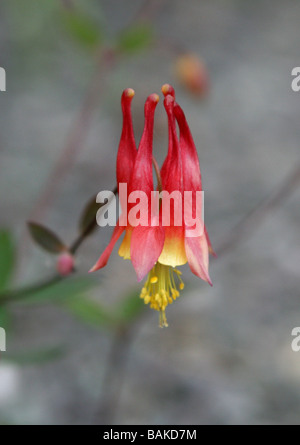 Wild Canadian columbine, Aquilegia canadensis, growing in the Cascade ...