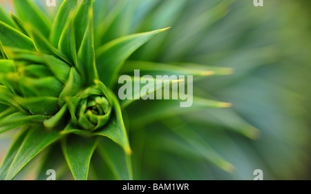 Young plants sprouting leaves in the early stages of growth. Picture by ...