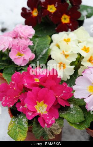 primroses in pot Stock Photo - Alamy