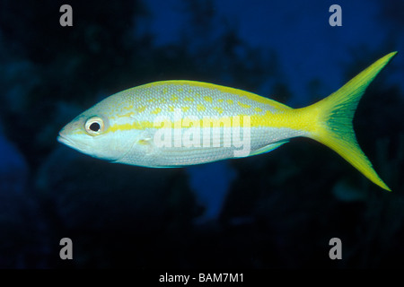 Yellowtail Snapper, Ocyurus chrysurus, Caribbean, Bahamas Stock Photo ...