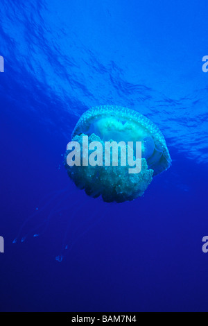 Crown jellyfish (Netrostoma setouchina) in the open sea, Red Sea, Egypt ...