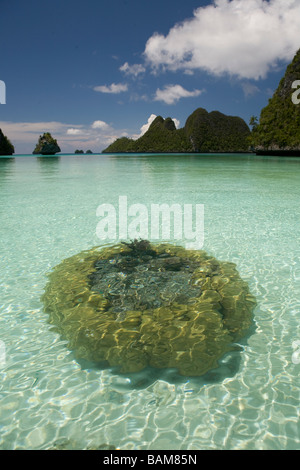 tropical coral reef bommie raja ampat, Indonesia Stock Photo - Alamy