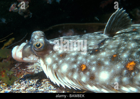 Plaice Pleuronectes platessa Alesund North Atlantic Norway Stock Photo ...