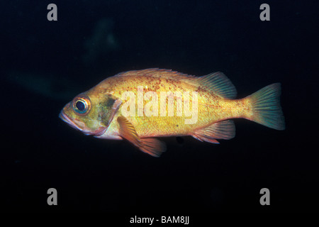 Small Redfish Norway Haddock Sebastes viviparus Alesund North Atlantic ...