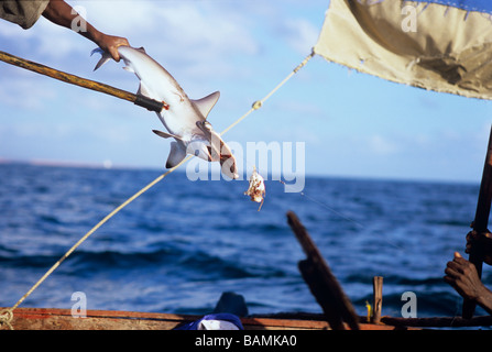 Fisherman gaffs Juvenile Hammerhead Shark caught on hand line Inhassoro ...