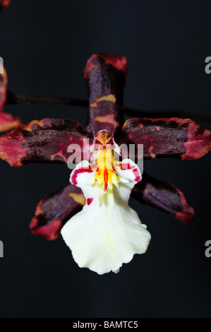 Orchid Flowers. Dark red Oncidium Stock Photo - Alamy
