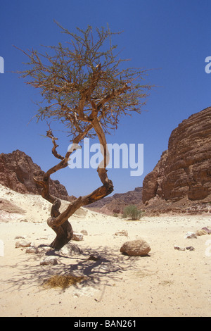 dry desert and tree sinai peninsula egypt Stock Photo - Alamy