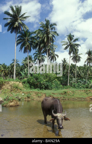 Asian water buffalo (Bubalus arnee), cow with calf, Udawalawe National ...