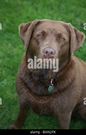 Golden Retriever overweight too fat Stock Photo - Alamy