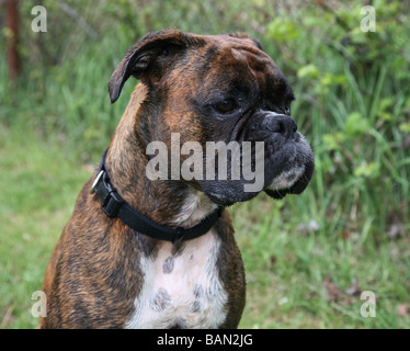 The Boxer is a breed of stocky, medium-sized, short-haired dogs ...