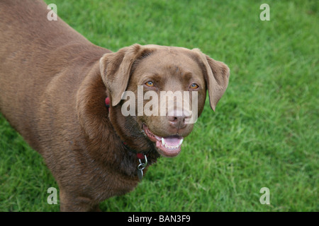 Golden Retriever overweight too fat Stock Photo - Alamy