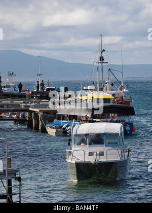 harbour, fishing boats at Bicheno, Tasmania, Australia Stock Photo - Alamy