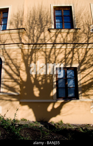 Shadow of tree on building. Sun shadow on wall. Silhouette of large ...
