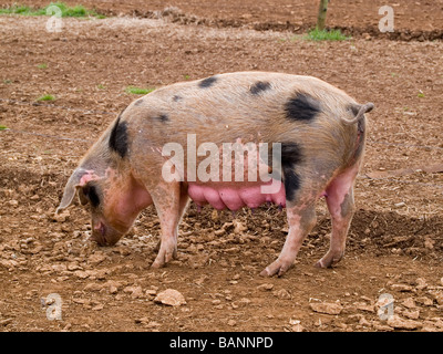 pig suckling sow large white landrace duroc Stock Photo - Alamy