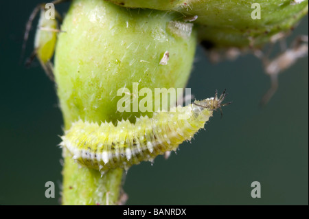 Hover fly larva (Syrphidae) - an aphid predator Stock Photo - Alamy