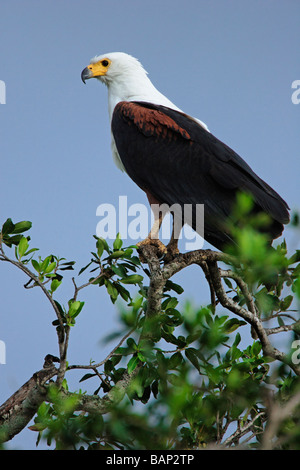 African Fish Eagle perched high up a tree Stock Photo - Alamy