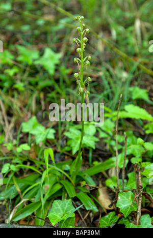 Man Orchid orchis anthropophora growing on coastal dunes Norfolk UK ...