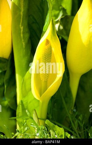 colour, garden, flower, plant, bloom, blossom, flourish, flourishing ...