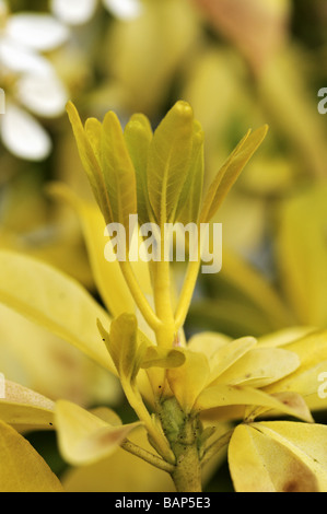 Yellow Choisya Ternata Sundance Garden Shrub Shrubs Plant Plants Stock ...