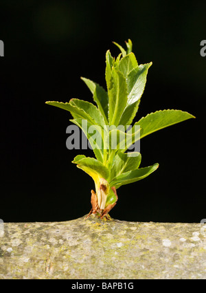 Green shoots of a new tree growing out of an old bunt out tree stump ...