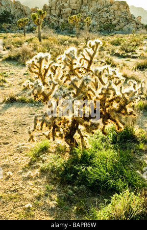 joshua tree national park cholla cactus garden Stock Photo - Alamy