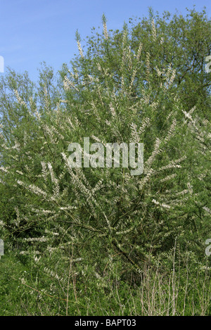 Osier Willow Tree, Salix viminalis, Salicaceae, Female Tree with ...