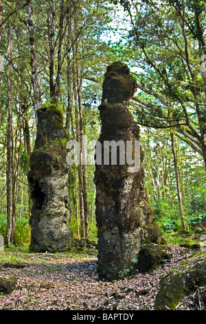 Old tree in the forest standing with the cortex only sunny day Stock ...