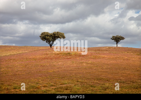 trees in a alentejo farm, the south of portugal Stock Photo - Alamy