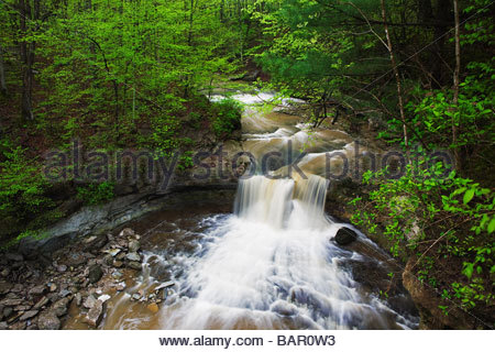 McCormick's Creek State Park, IN: American Hornbeam (Carpinus Stock ...