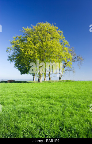 A Green landscape of field with grass and trees on a sunny day Stock ...