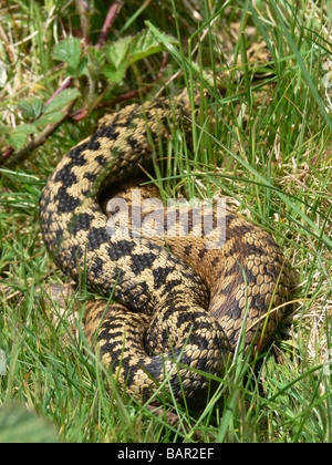 male adder basking in spring sunshine on forest floor whilst tasting ...