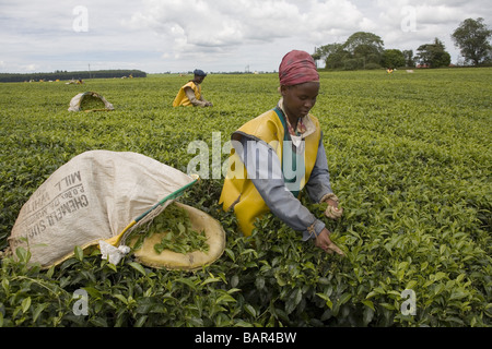 Tea pickers, Kericho, Kenya Stock Photo - Alamy