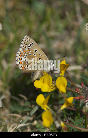 Adonis Blue butterfly (female) feeding on knapweed flower. Denbies ...