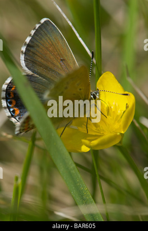 Adonis Blue butterfly (female) feeding on knapweed flower. Denbies ...