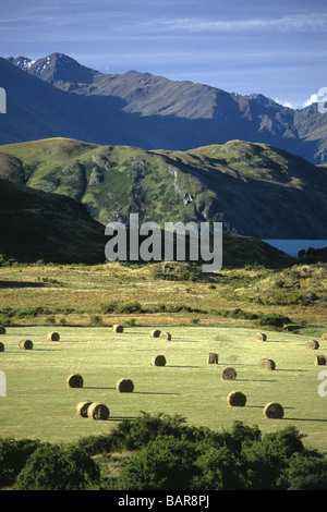 Hay field Lake Wanaka New Zealand Stock Photo - Alamy