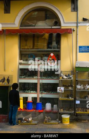 Caged birds in a pet store scene Stock Photo - Alamy