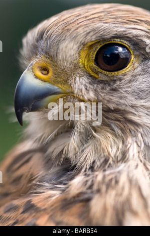Common kestrel Falco tinnunculus, adult female flying, Suffolk, England ...