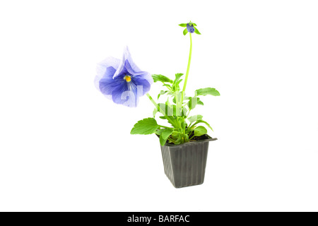 violet pansy s sprout in plastic box and gardening tool on a white ...