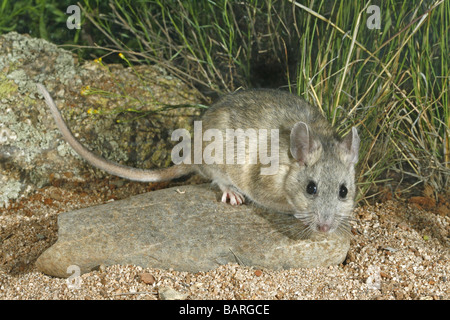 Western White-throated Woodrat Stock Photo - Alamy
