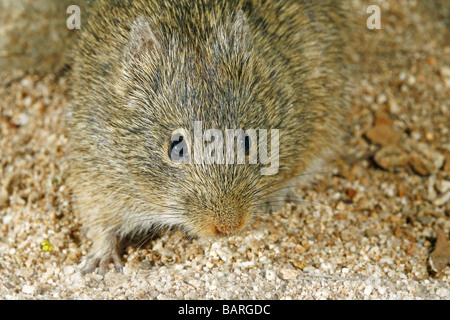 Yellow nosed Cotton Rat Sigmodon ochrognathus Tucson Pima County ...