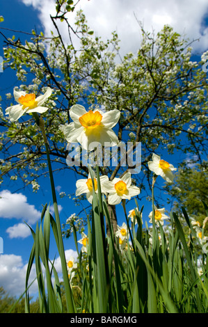 Daffodil the flower of St David's Stock Photo - Alamy