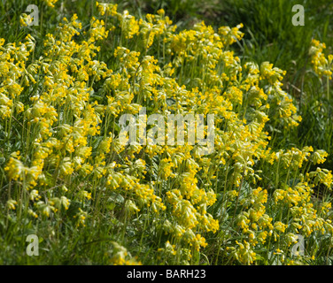 Cowslip flower , Cowslip creeper flower Stock Photo - Alamy
