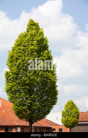 A tree shaped like a lollipop in Leicester, UK Stock Photo - Alamy