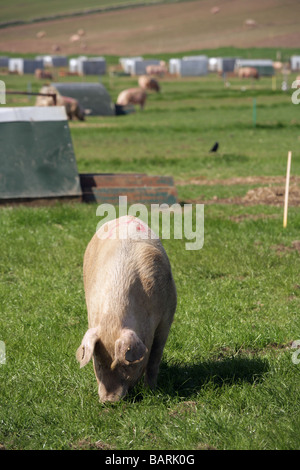 Pigs outside on a Scottsih farm Stock Photo - Alamy