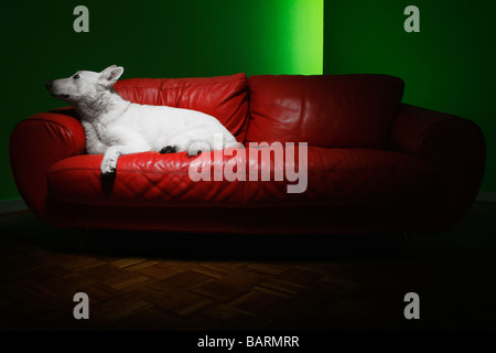 The Lovely German Shepherd Dog with the Red Ribbon. Christmas gift. The ...