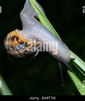 Garden snail on Yucca plant Stock Photo - Alamy
