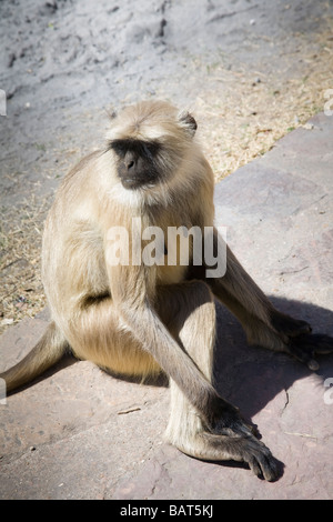 Black-footed grey langur Semnopithecus hypoleucos, standing in tree ...